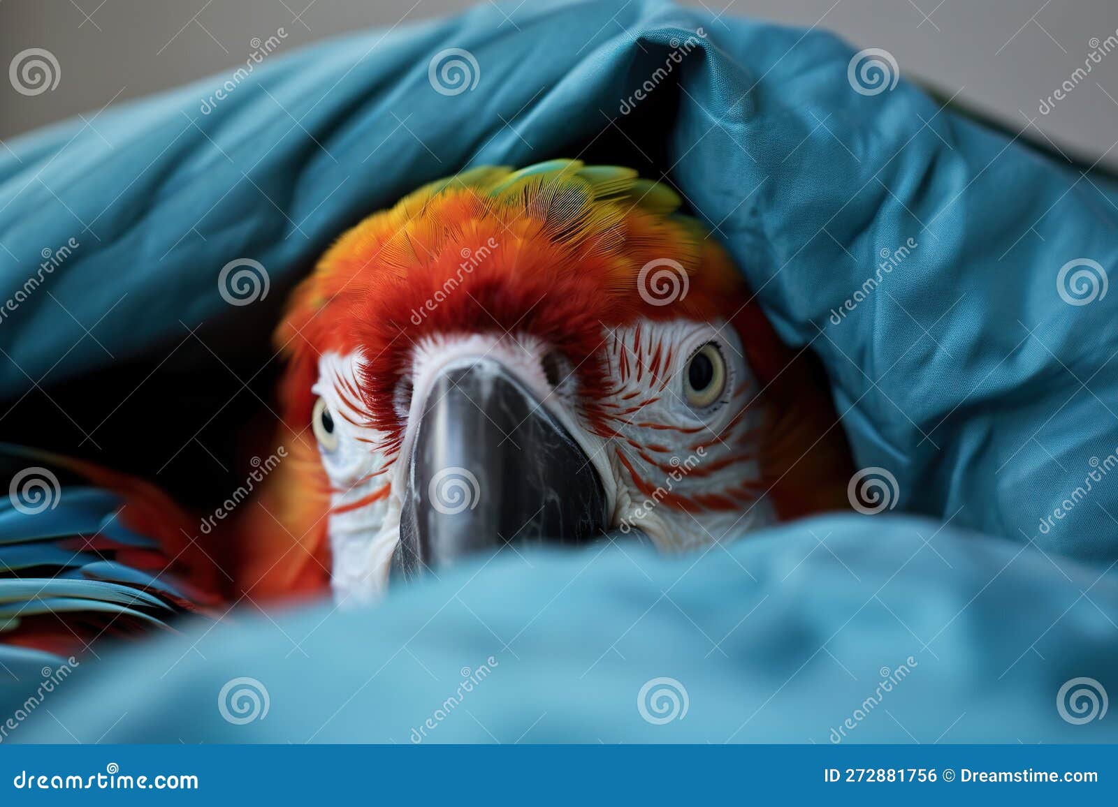 Macaw Sleeping on the Bed. Close-up. Selective Focus Stock Illustration ...