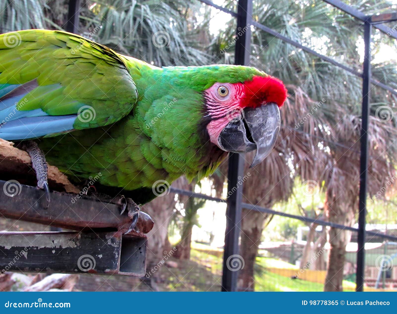 Macaw Standing at Metal Bar Stock Image - Image of birds, gold: 98778365