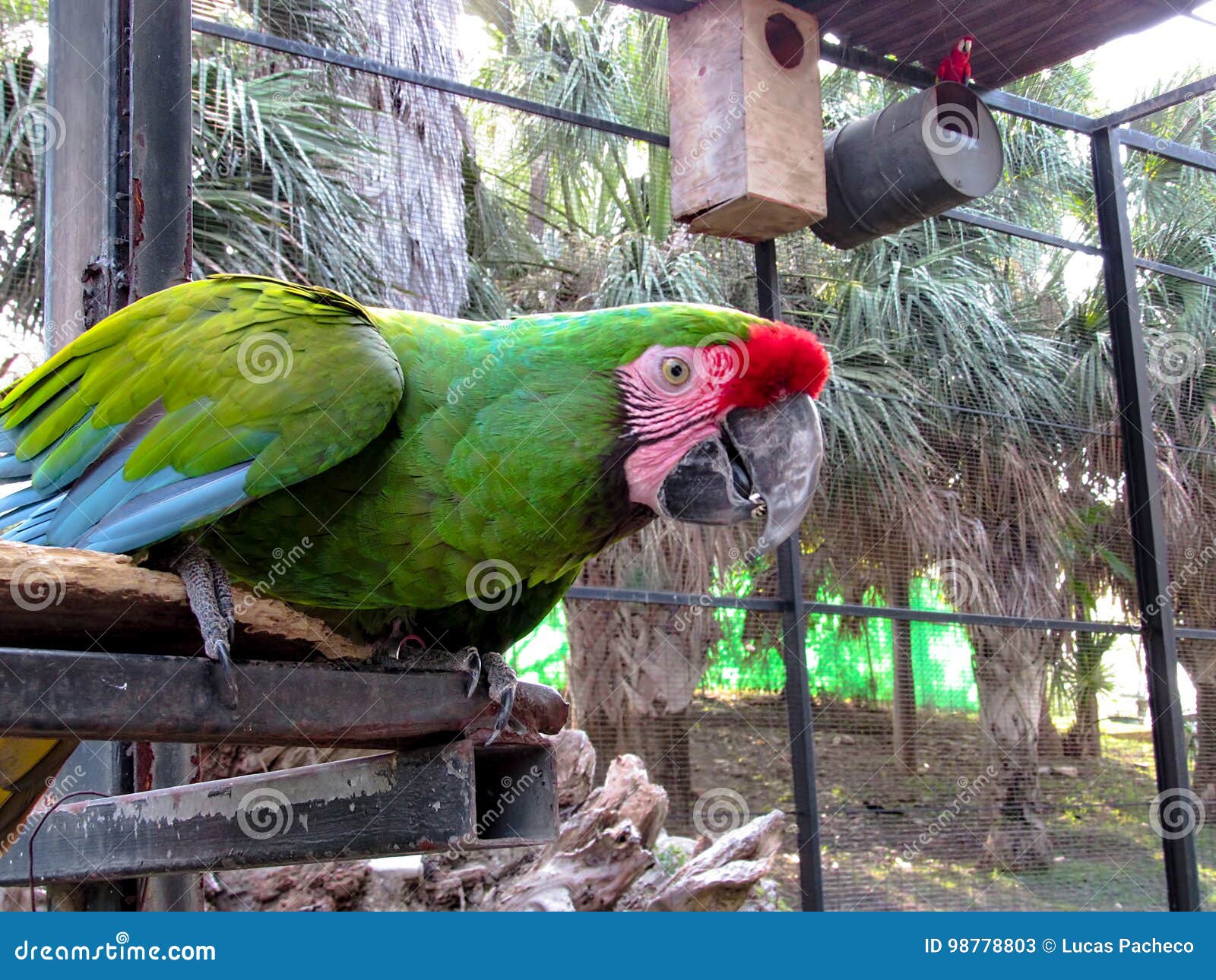 Macaw Standing at Metal Bar Stock Image - Image of natural, south: 98778803