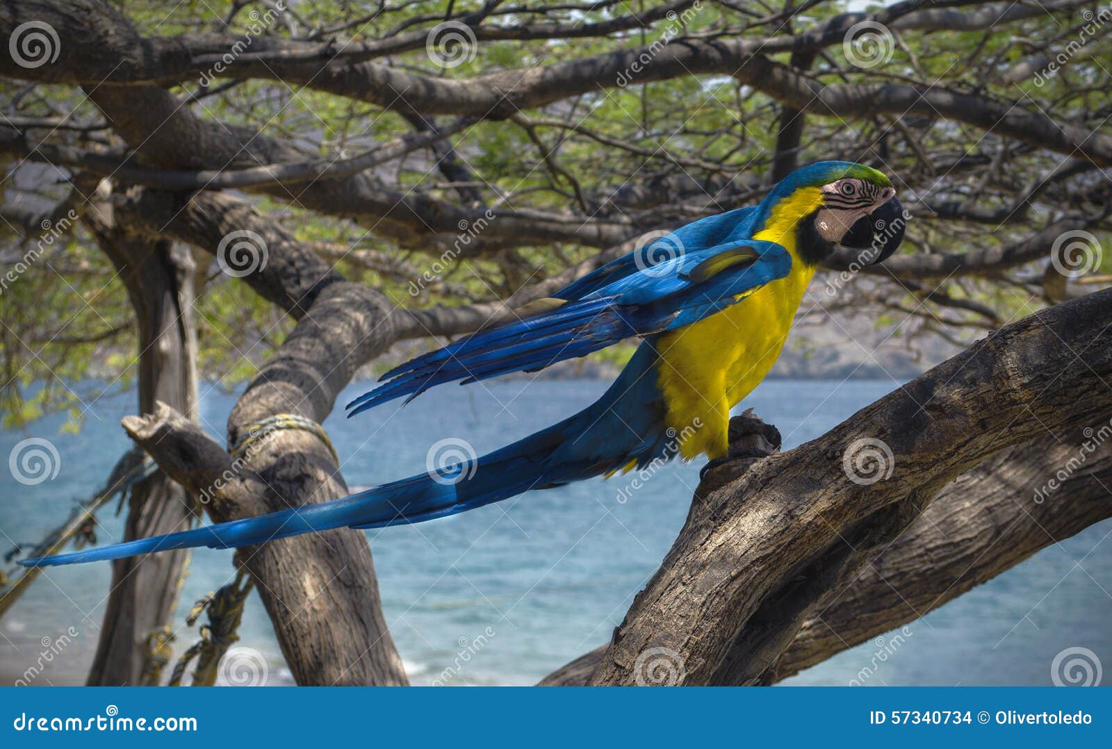 Macaw on a Tree on the Beach Stock Photo - Image of magdalena ...
