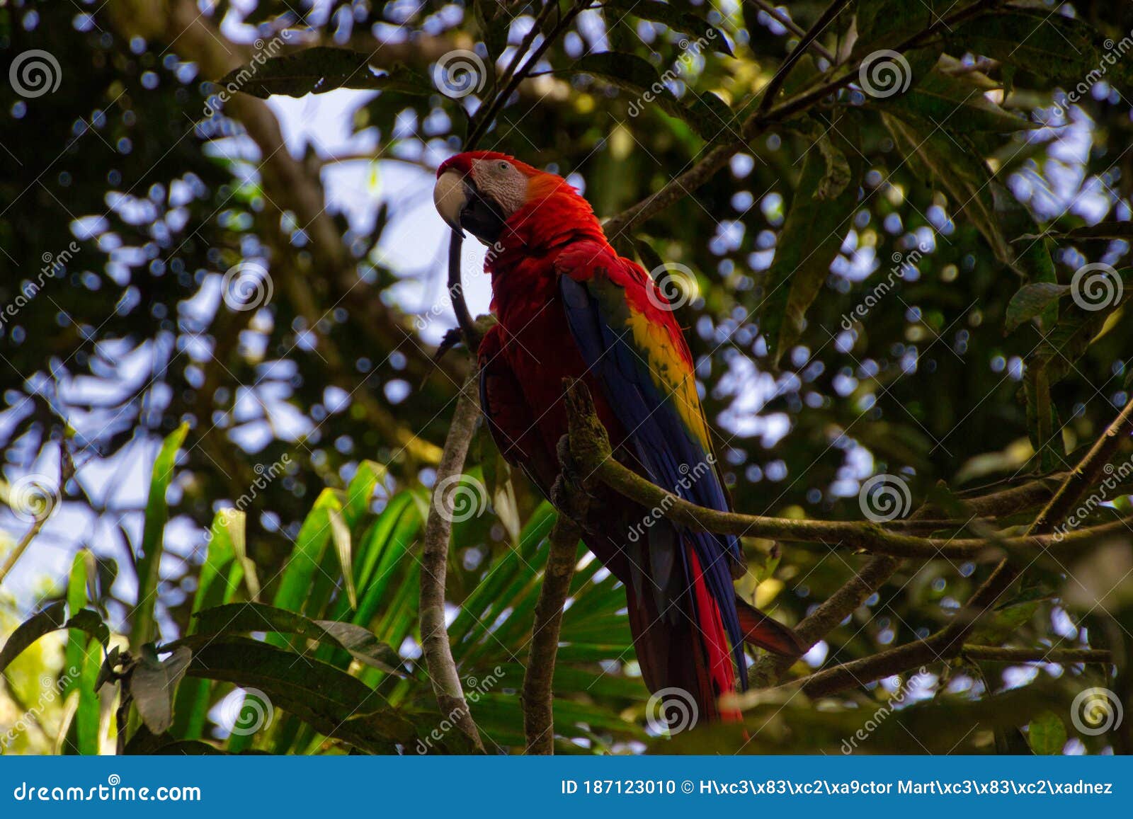 Macaw on a tree branch stock photo. Image of plant, bird - 187123010
