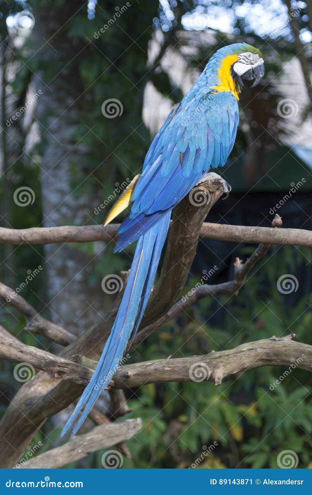 Macaw on a tree stock image. Image of macaw, beak, close - 89143871