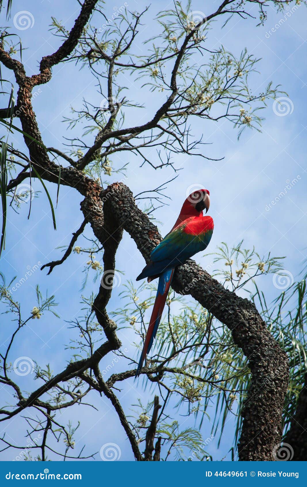 Macaw in a tree stock image. Image of blue, birdwatching - 44649661