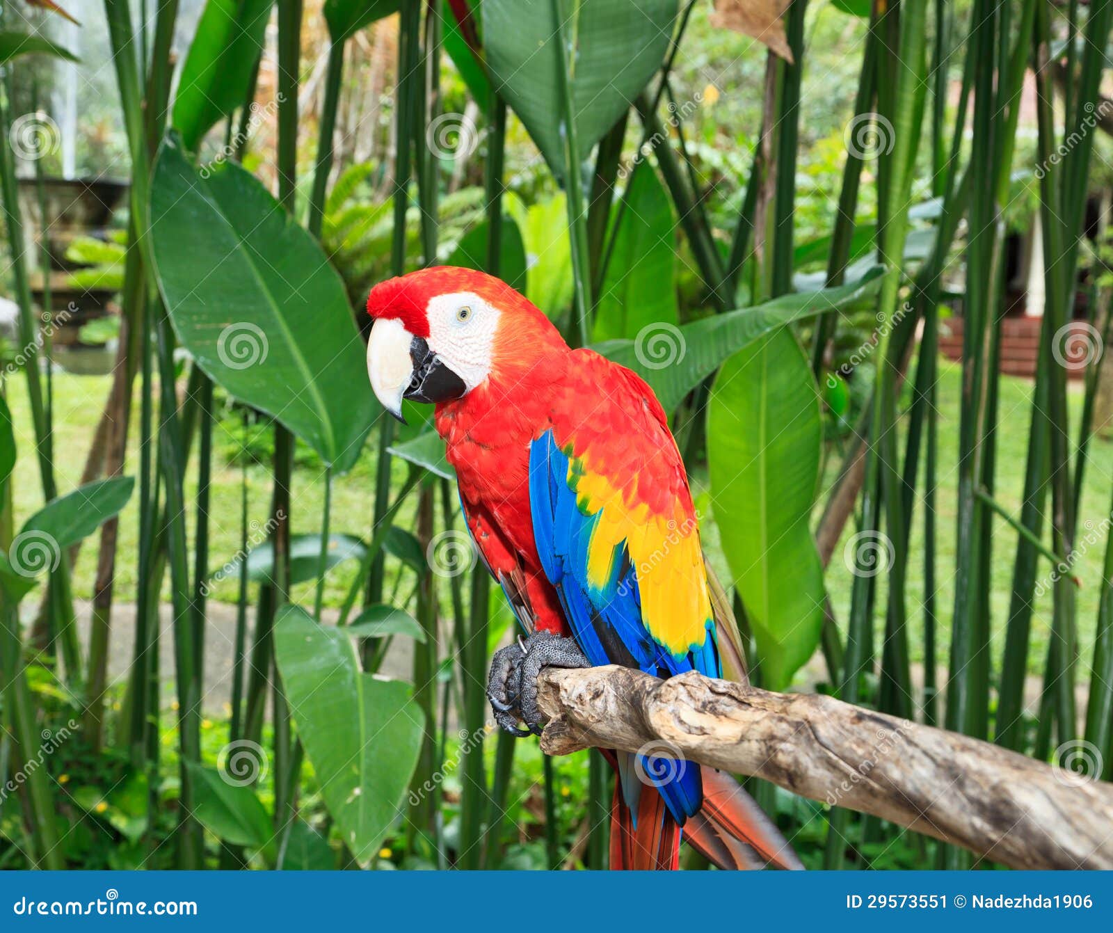 Macaw in tropical nature stock image. Image of alive - 29573551