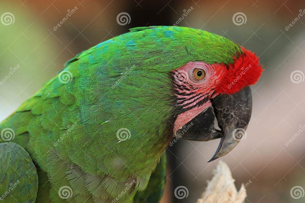 Macaw verde imagen de archivo. Imagen de interesado, plumaje - 18479425