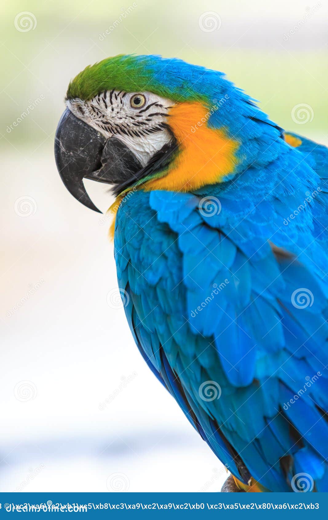 Macaw on white stock photo. Image of nature, jungle, animal - 66815758