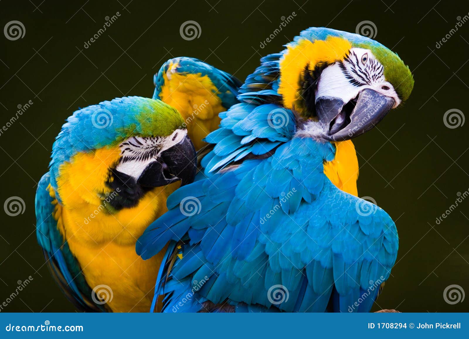 Macaws stock photo. Image of bird, beautiful, laughing - 1708294