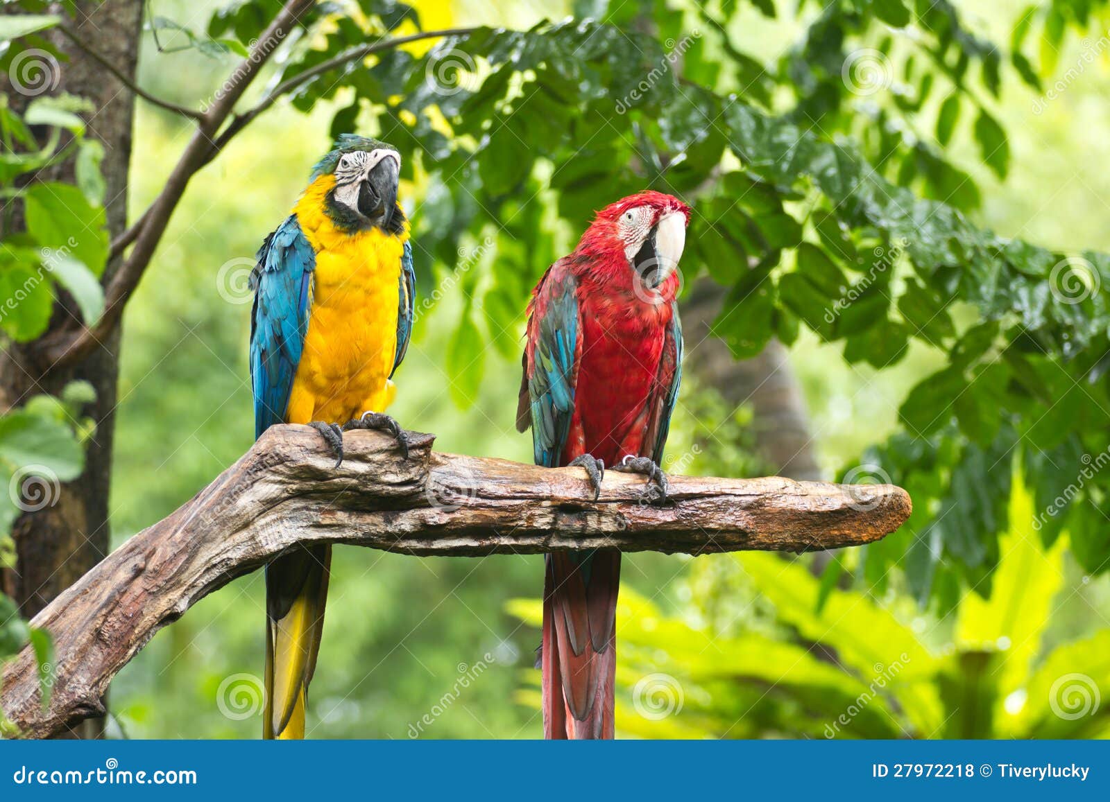 Macaws stock photo. Image of fluffy, nature, coloueful - 27972218