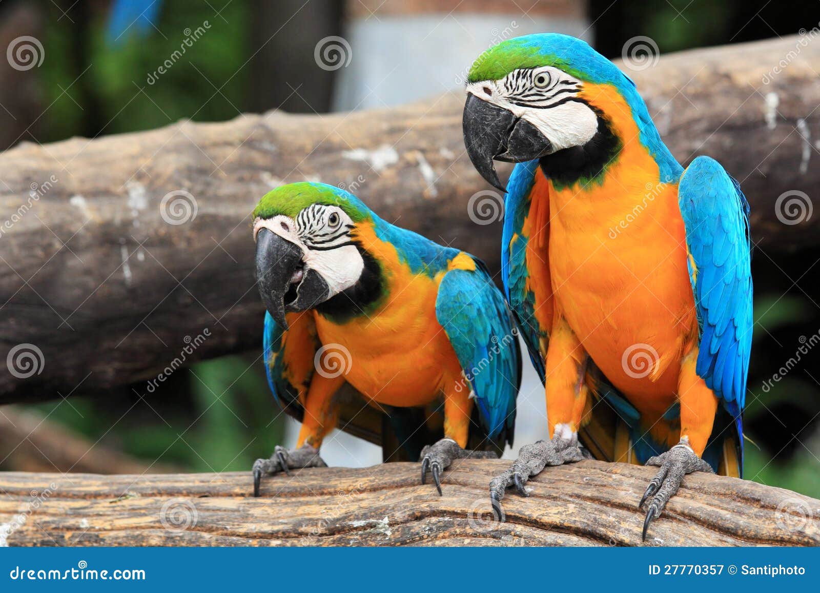 Macaws Azul-y-amarillos De Los Pares (ararauna Del Ara) Imagen de ...