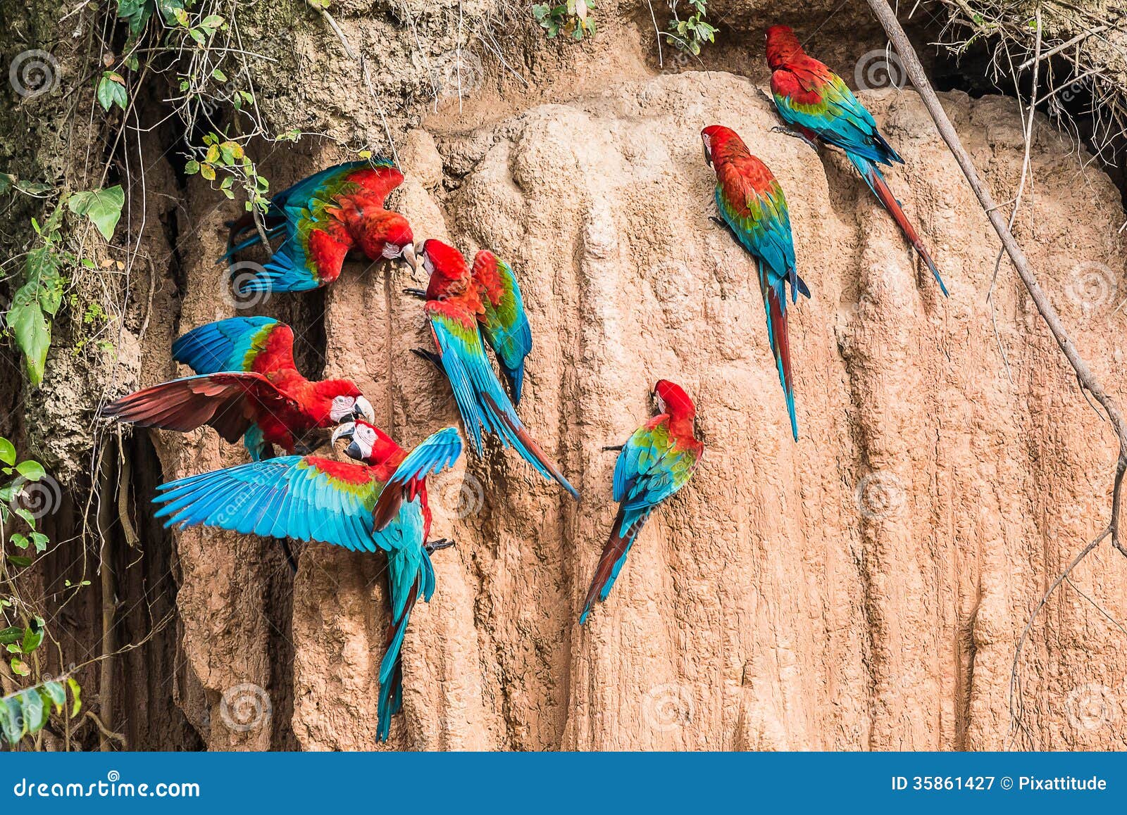 Macaws Clay Lick Peruvian Amazon Jungle Madre De Dios Peru Stock Image ...