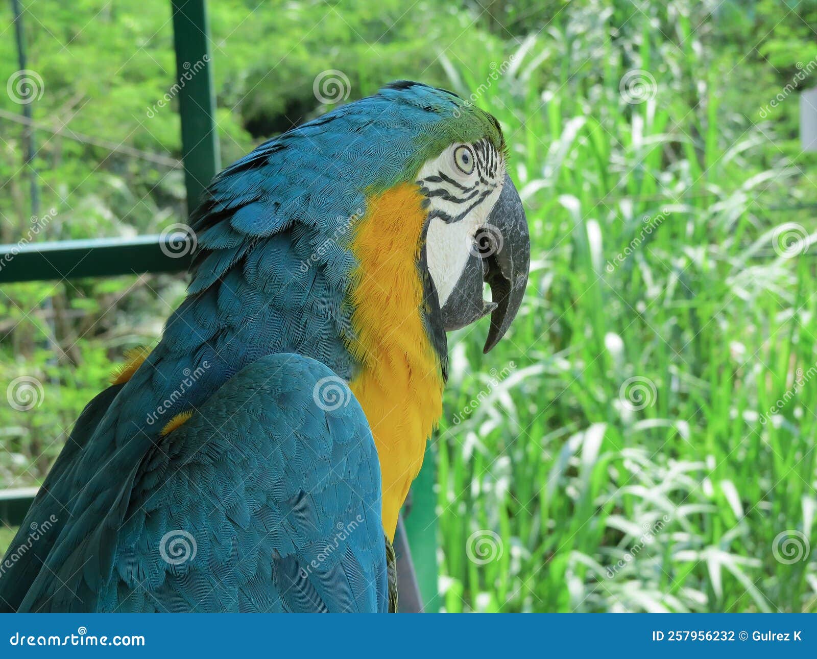 Macaws Close Up stock photo. Image of macao, captivity - 257956232