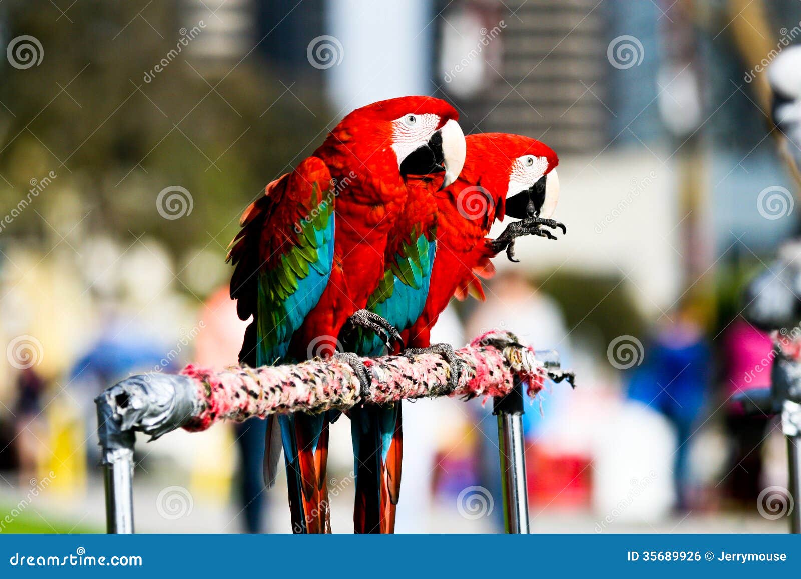 Macaws stock photo. Image of animal, exotic, redshouldered - 35689926