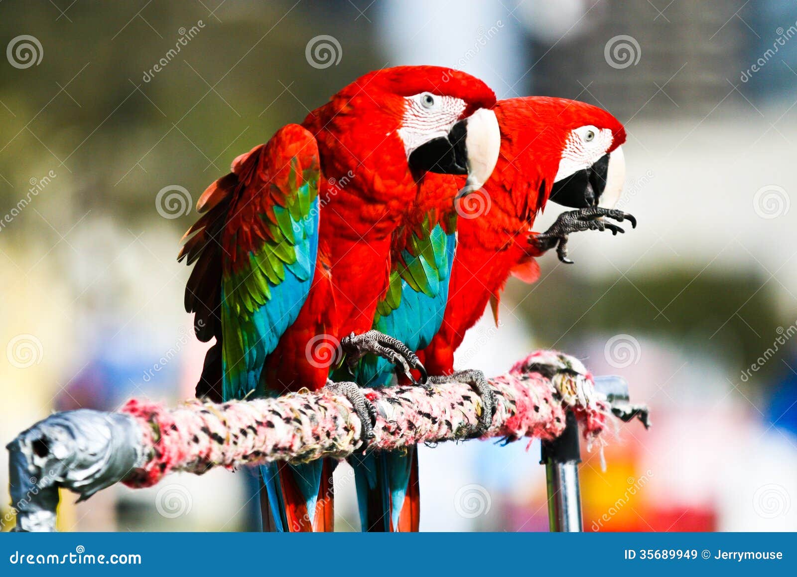 Macaws stock image. Image of animals, exotic, feathered - 35689949