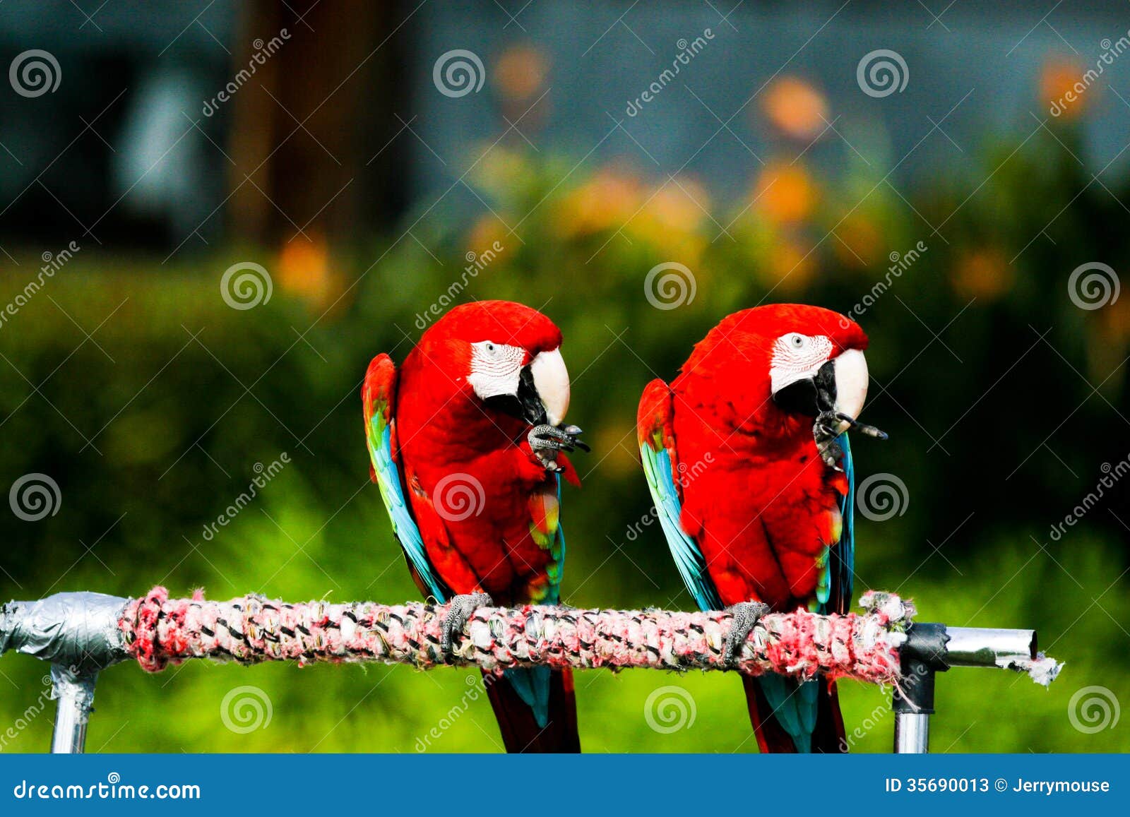 Macaws stock image. Image of rainforest, colorful, parrot - 35690013