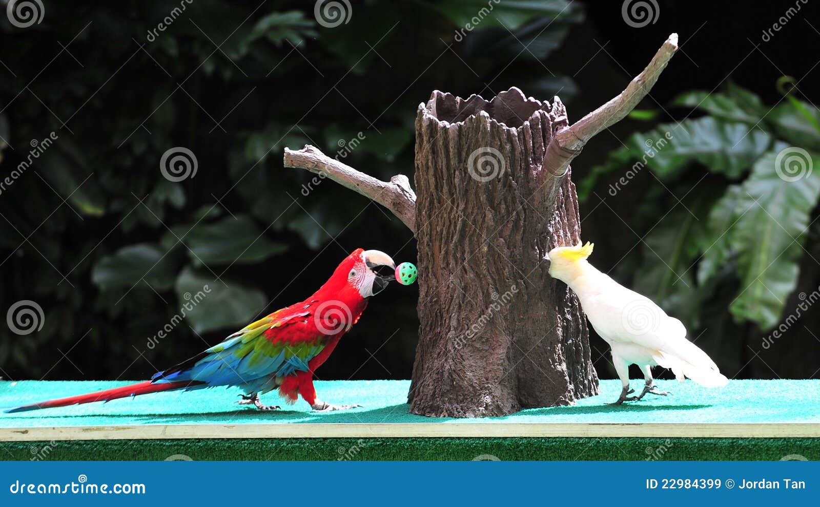 Macaws Competing in a Ball Game Stock Image - Image of clever, compete ...