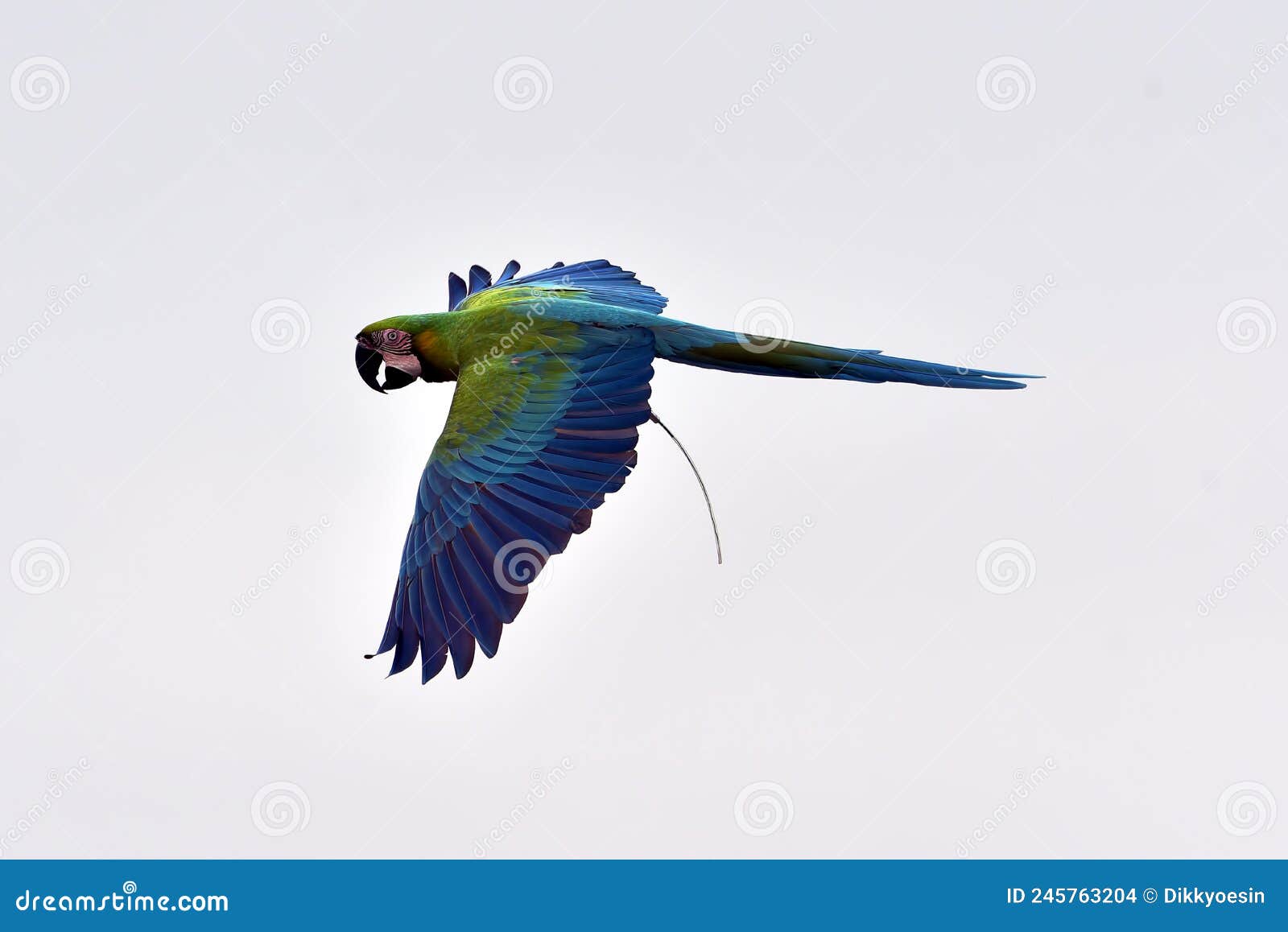 Macaw Parrots during a Flight Stock Photo - Image of behavior ...