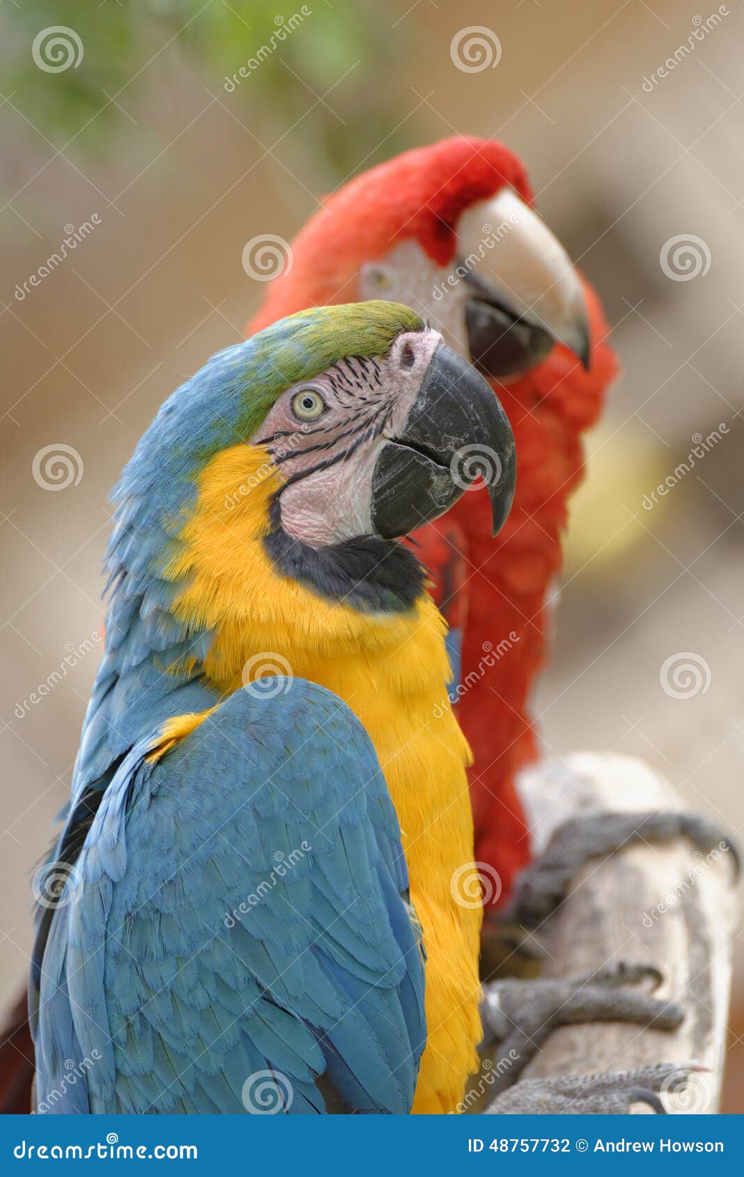 Macaws stock photo. Image of lima, colour, animals, andean - 48757732
