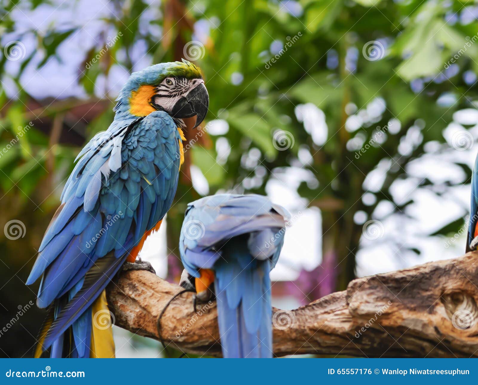 Macaws Looking in the Back. Stock Photo - Image of nature, looking ...