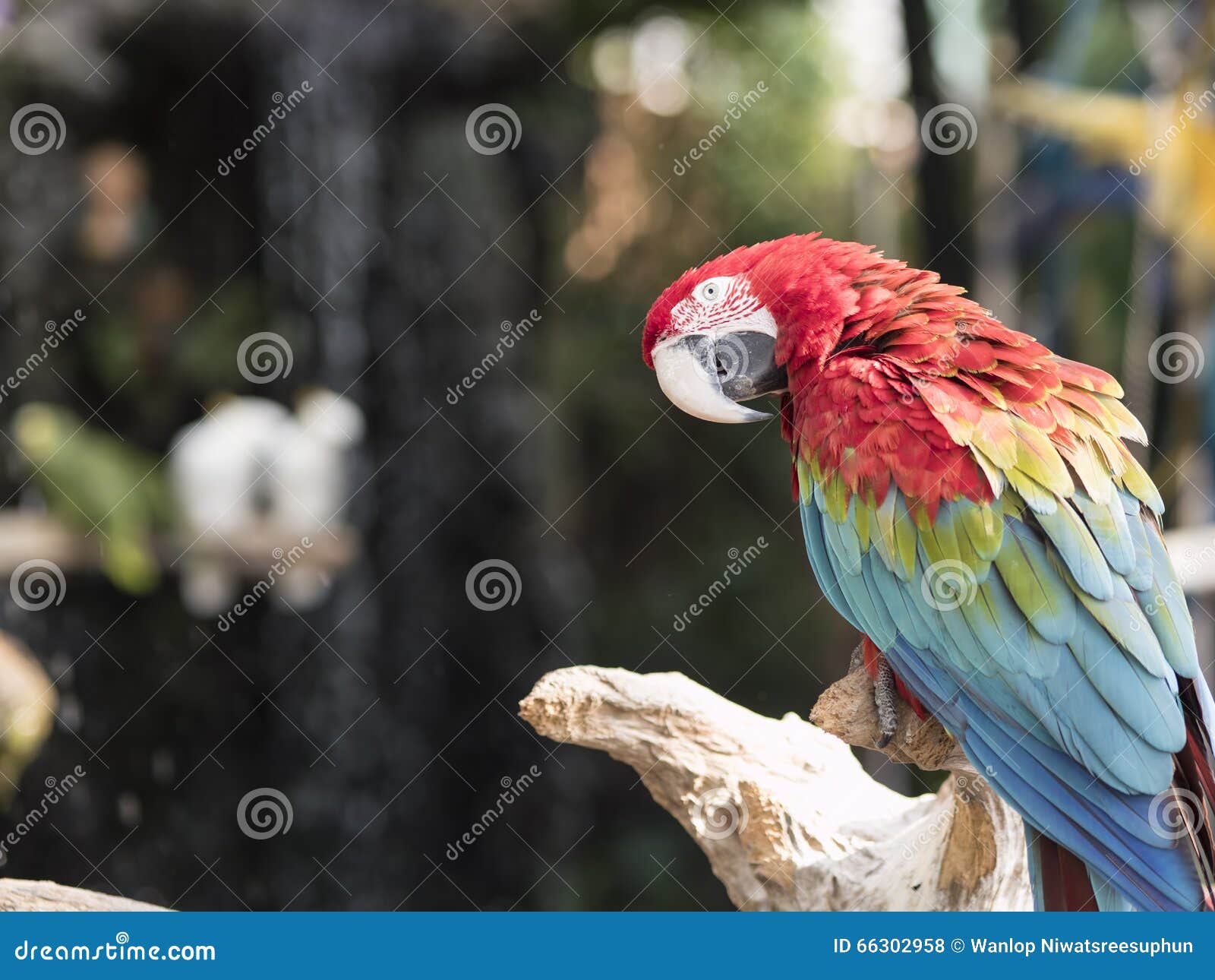 Macaws Looking in the back stock photo. Image of wildlife - 66302958