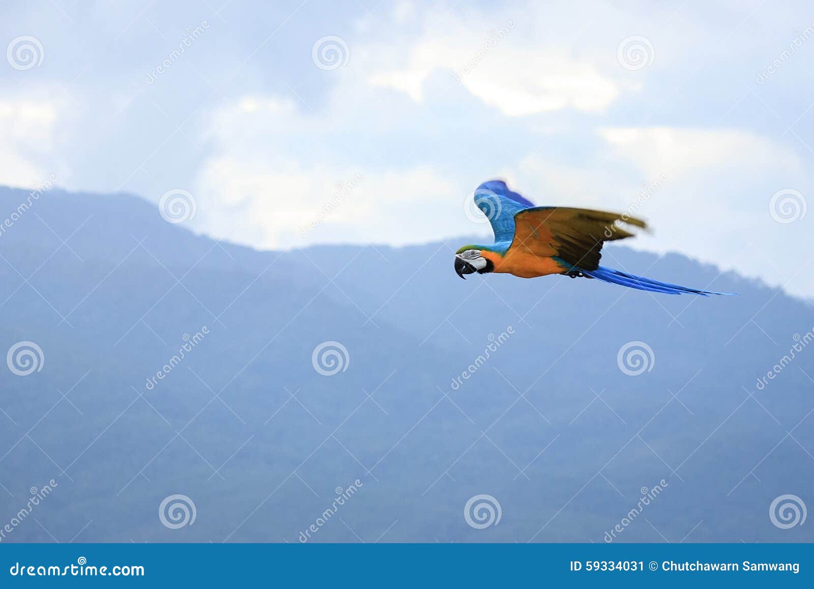 Macaws parrots stock image. Image of blue, cute, flight - 59334031