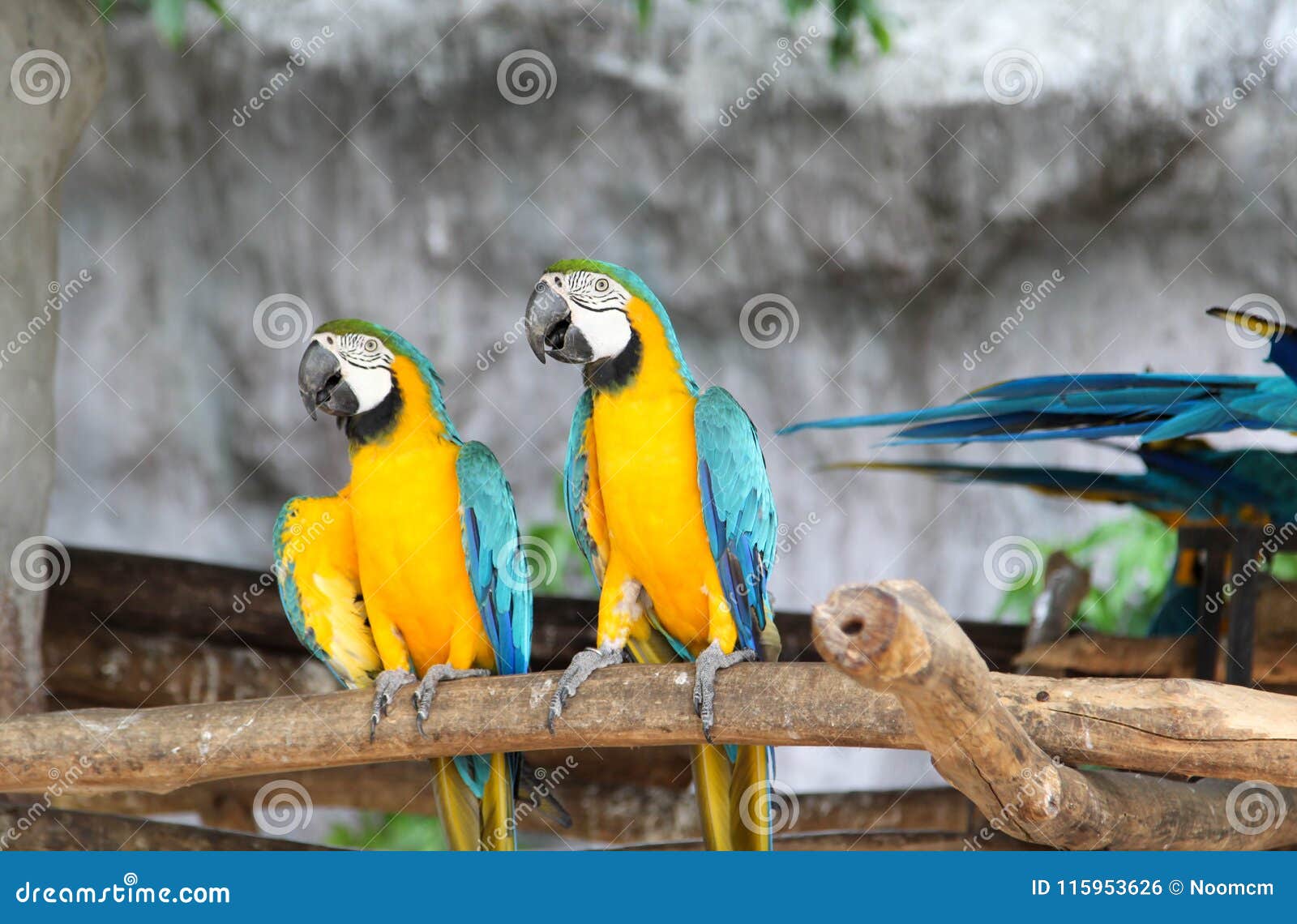 Macaws Perching at Wood Branch Stock Photo - Image of animal, macaw ...