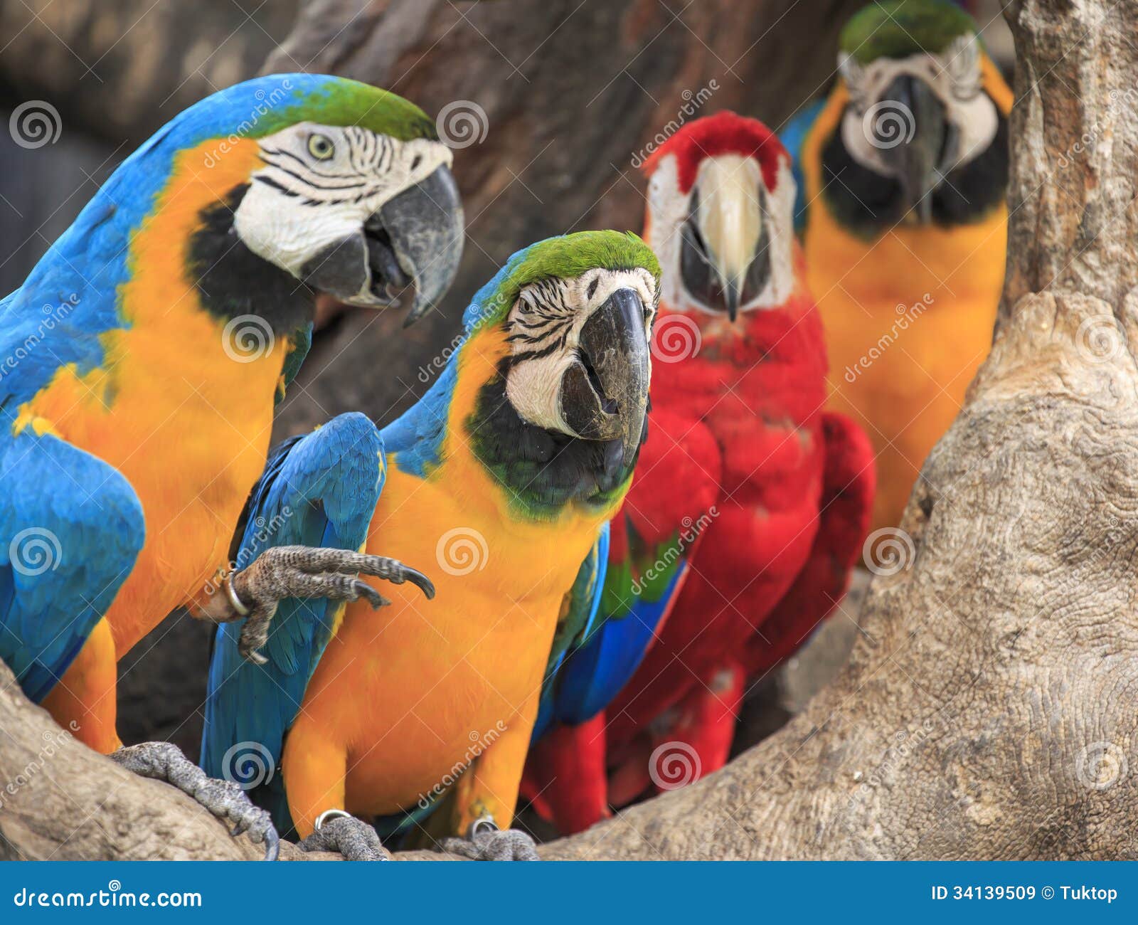Macaws perching on a wood stock image. Image of color - 34139509