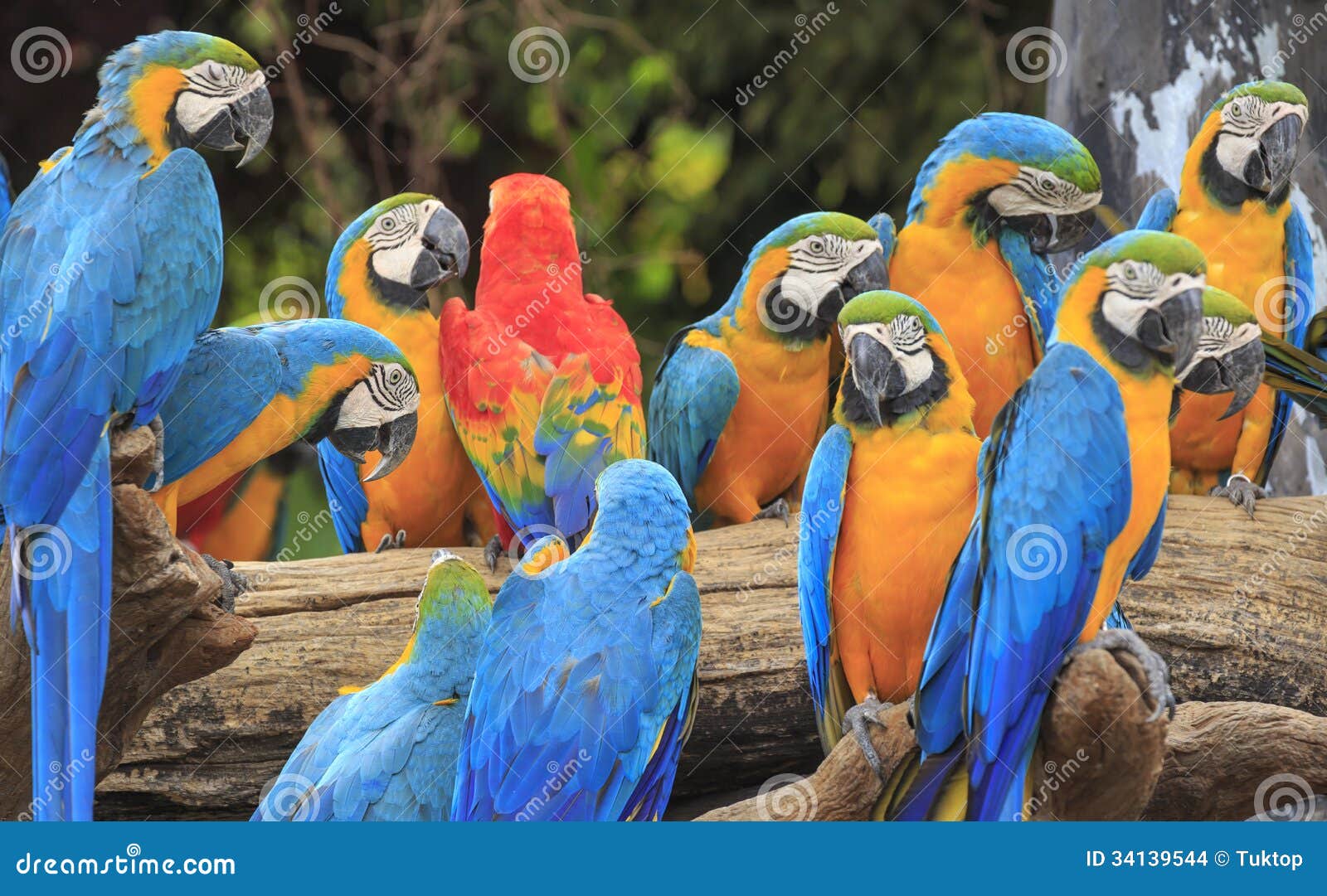 Macaws perching on a wood stock photo. Image of blue - 34139544