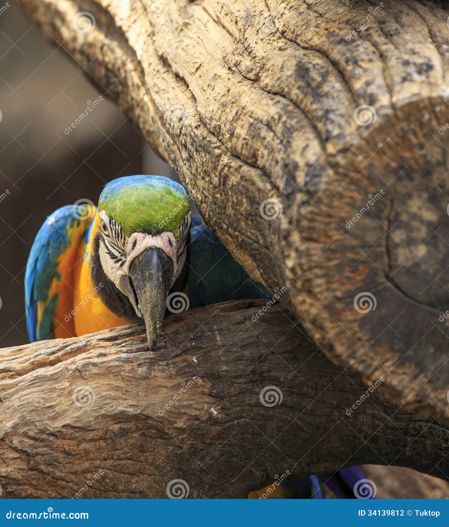 Macaws perching on a wood stock photo. Image of closeup - 34139812