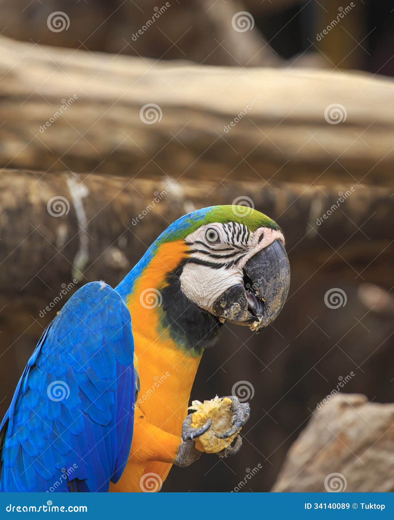 Macaws perching on a wood stock image. Image of animal - 34140089