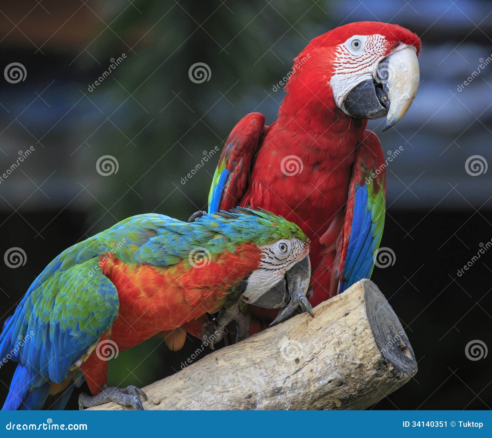 Macaws perching on a wood stock image. Image of bird - 34140351