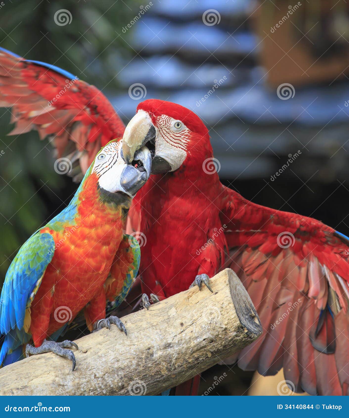 Macaws perching on a wood stock photo. Image of tropical - 34140844