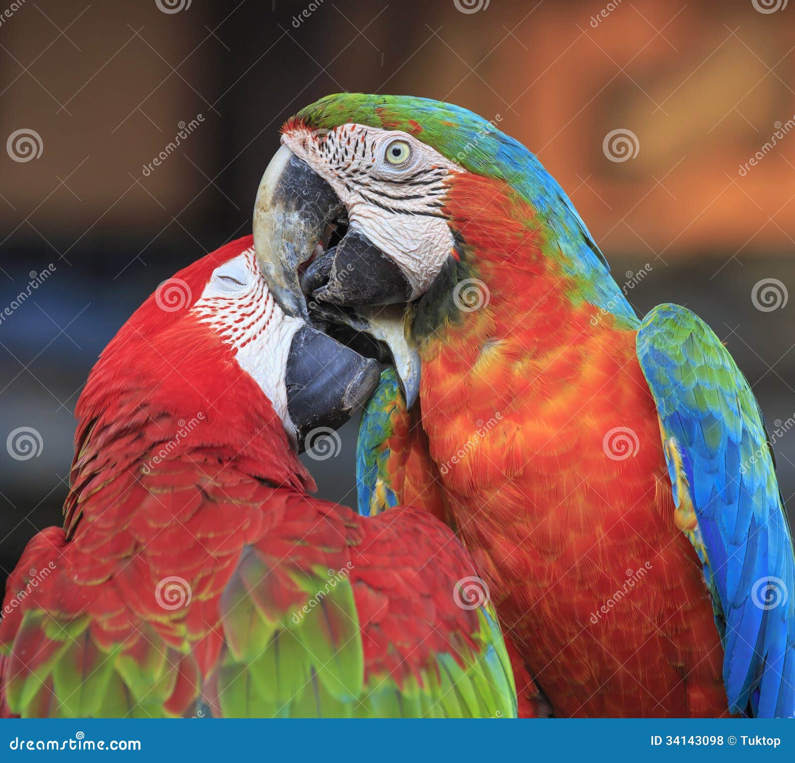 Macaws perching on a wood stock photo. Image of gold - 34143098