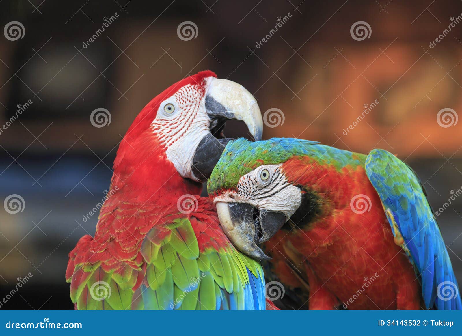 Macaws perching on a wood stock photo. Image of animals - 34143502