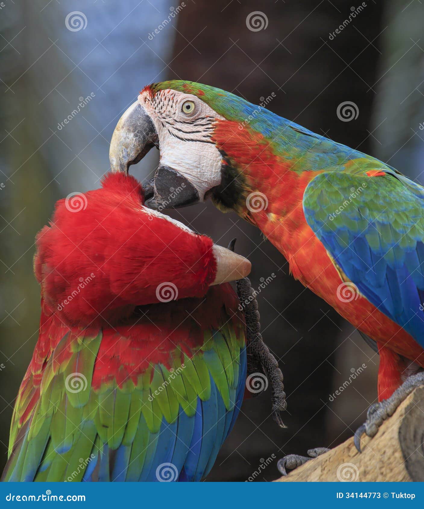 Macaws perching on a wood stock image. Image of tropical - 34144773