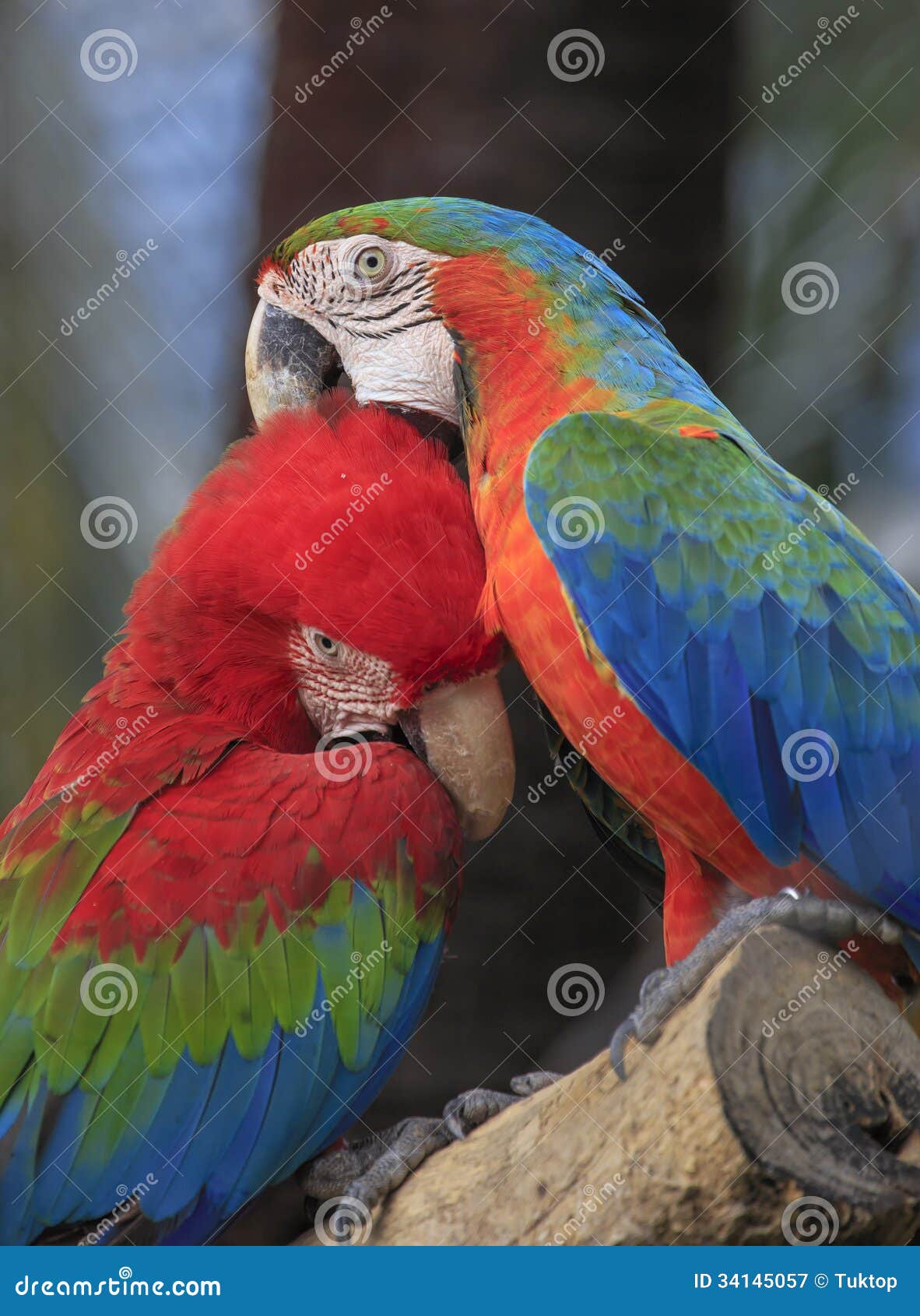Macaws perching on a wood stock image. Image of animal - 34145057
