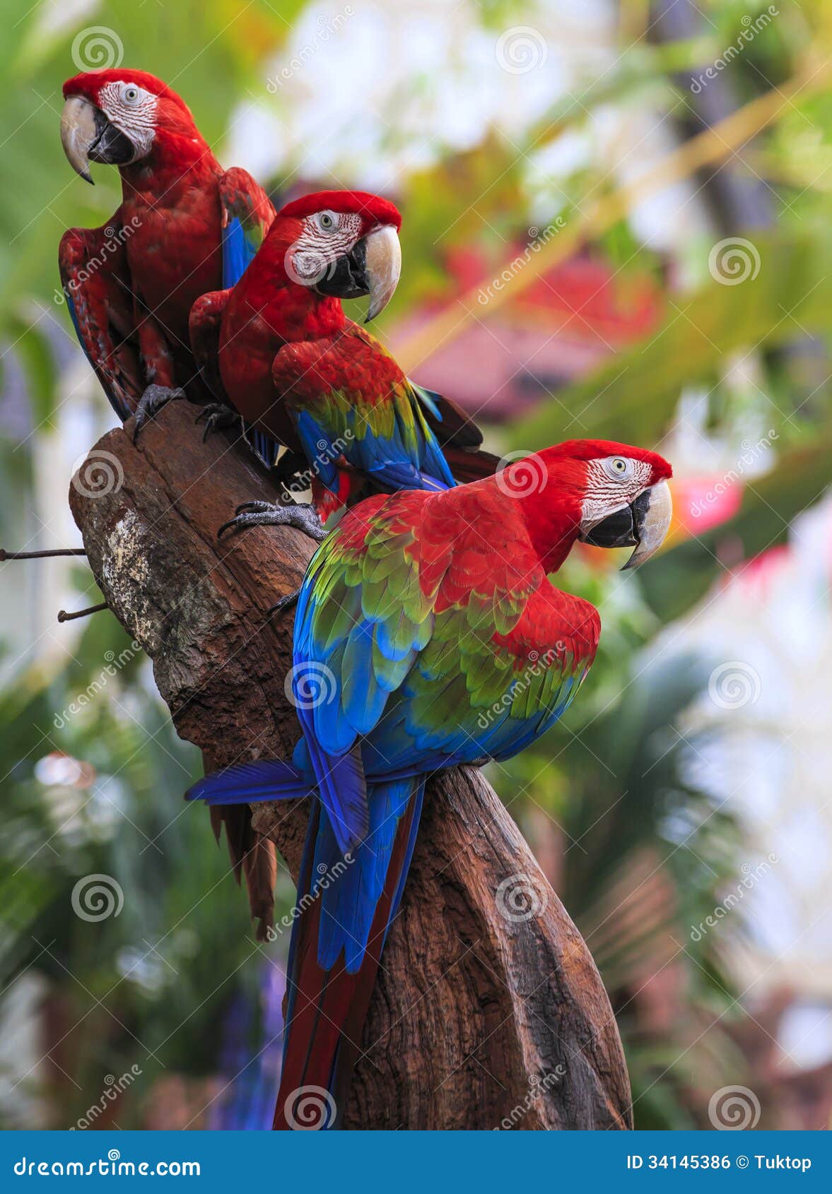 Macaws perching on a wood stock photo. Image of parrot - 34145386