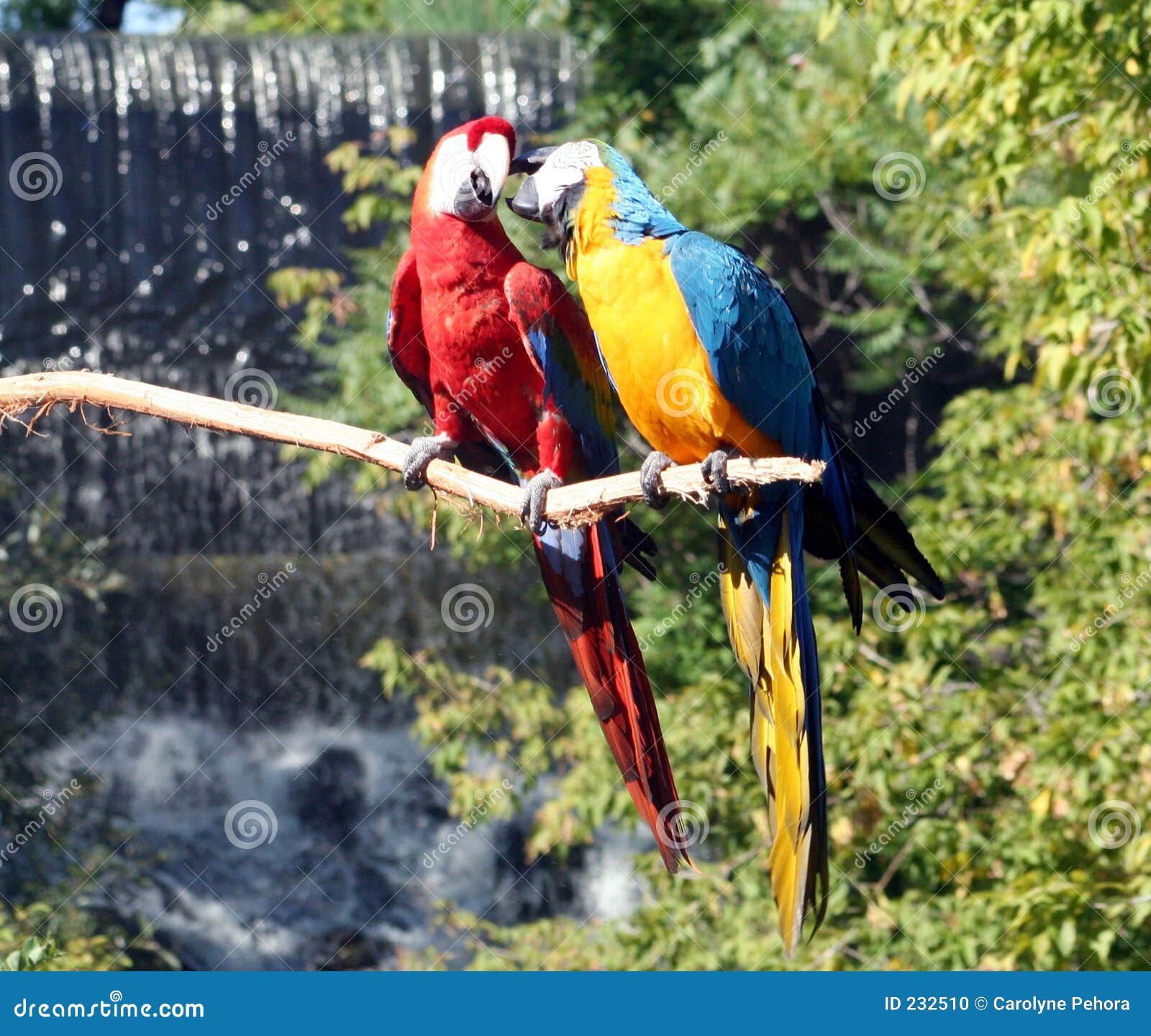 Macaws Preening stock photo. Image of tropical, wild, bird - 232510