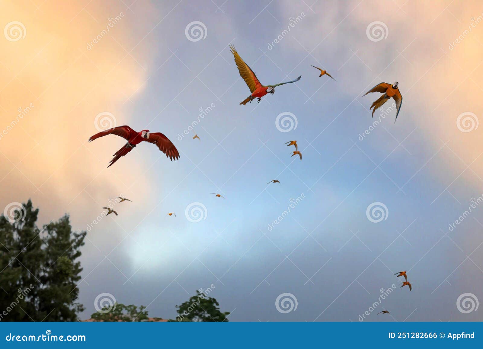 Macaws and Sun Conures Fly in the Sky Stock Photo - Image of white ...