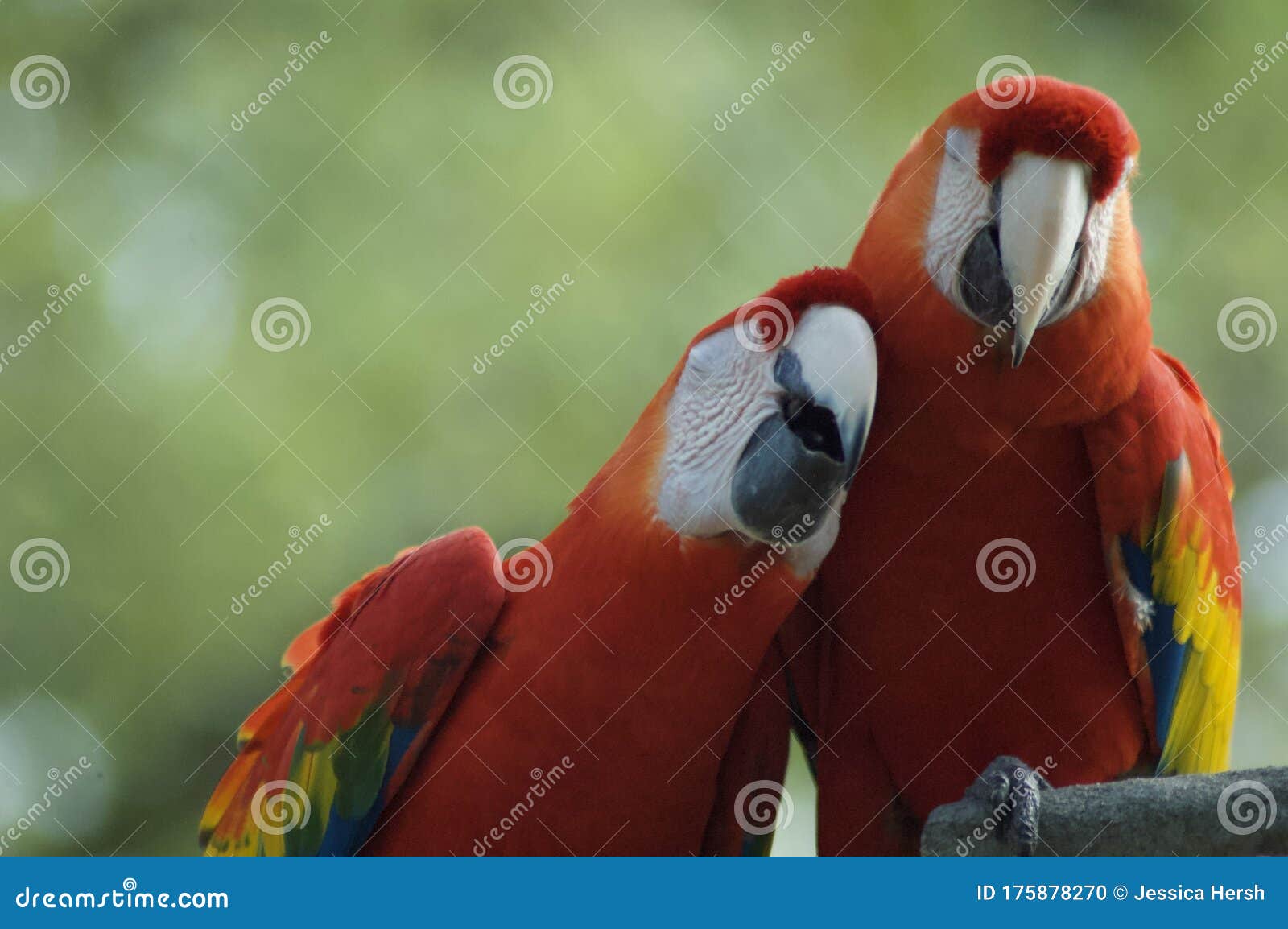 Macaws stock photo. Image of wildlife, birds, bird, animals - 175878270