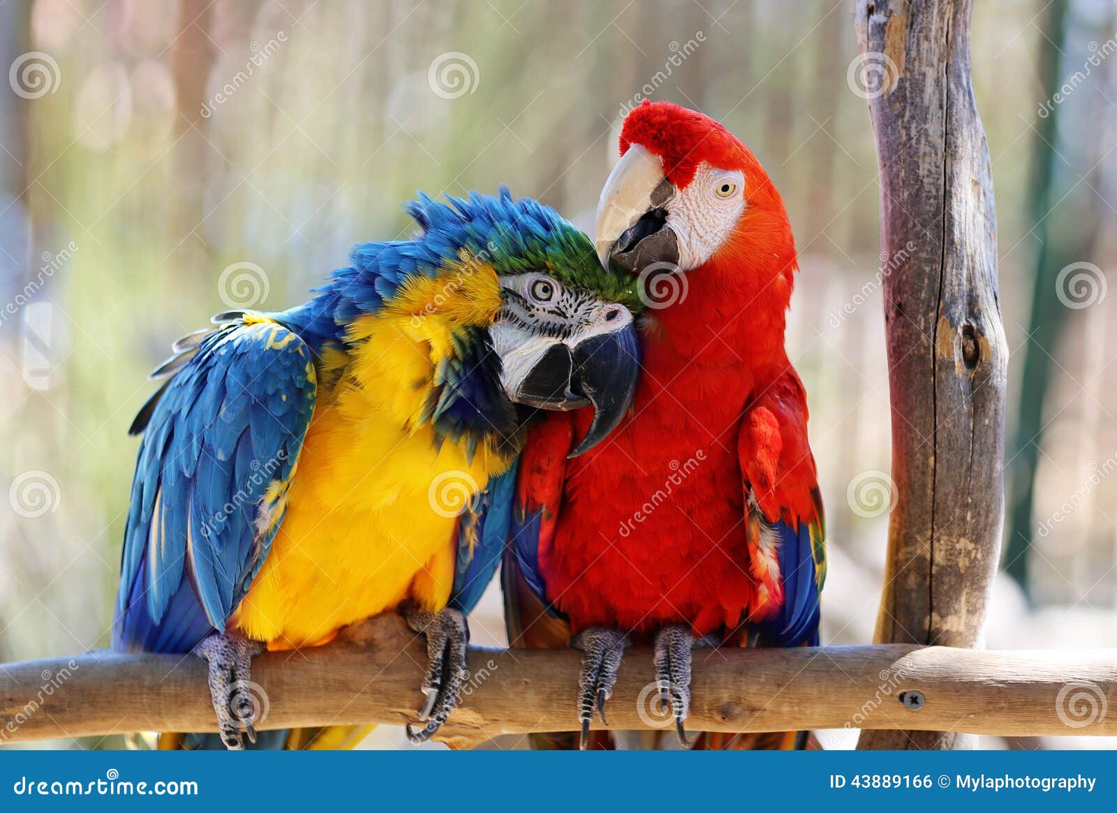 Macaws stock photo. Image of brother, grooming, hugging - 43889166