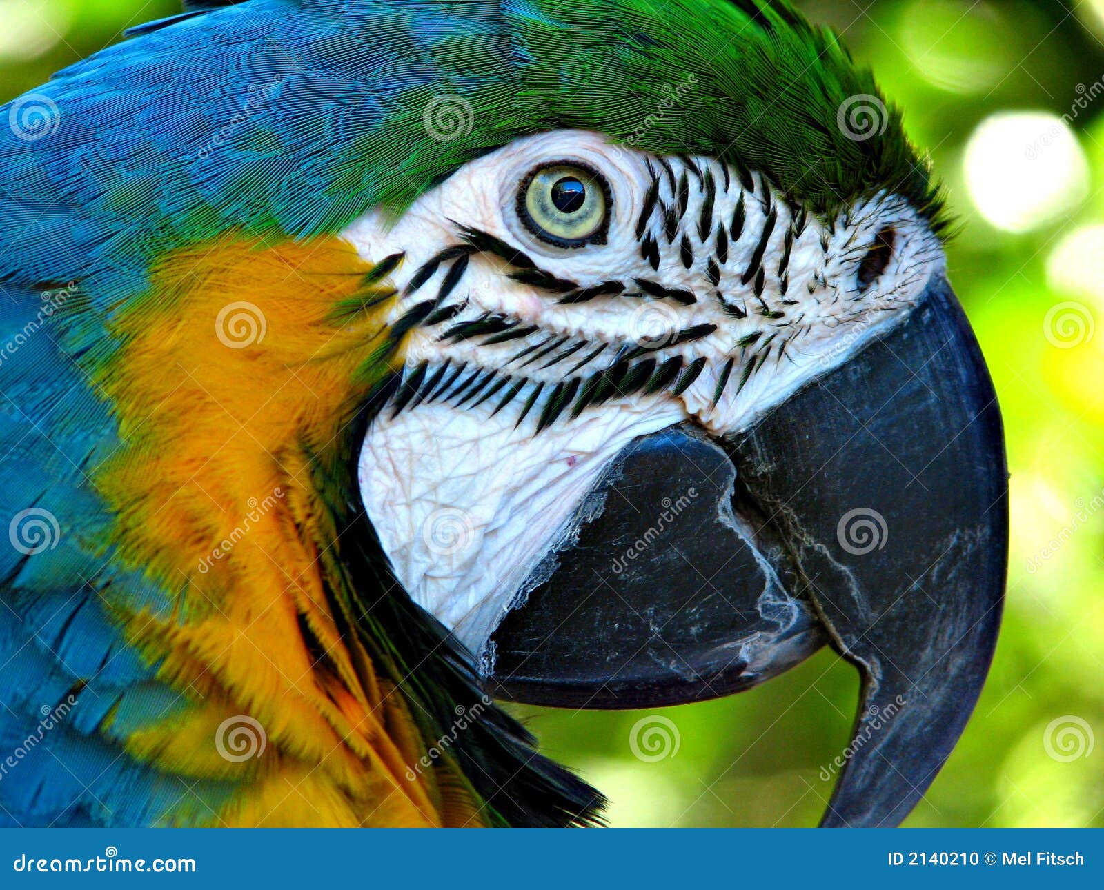 Maccaw stock photo. Image of parrot, blue, bird, maccaw - 2140210