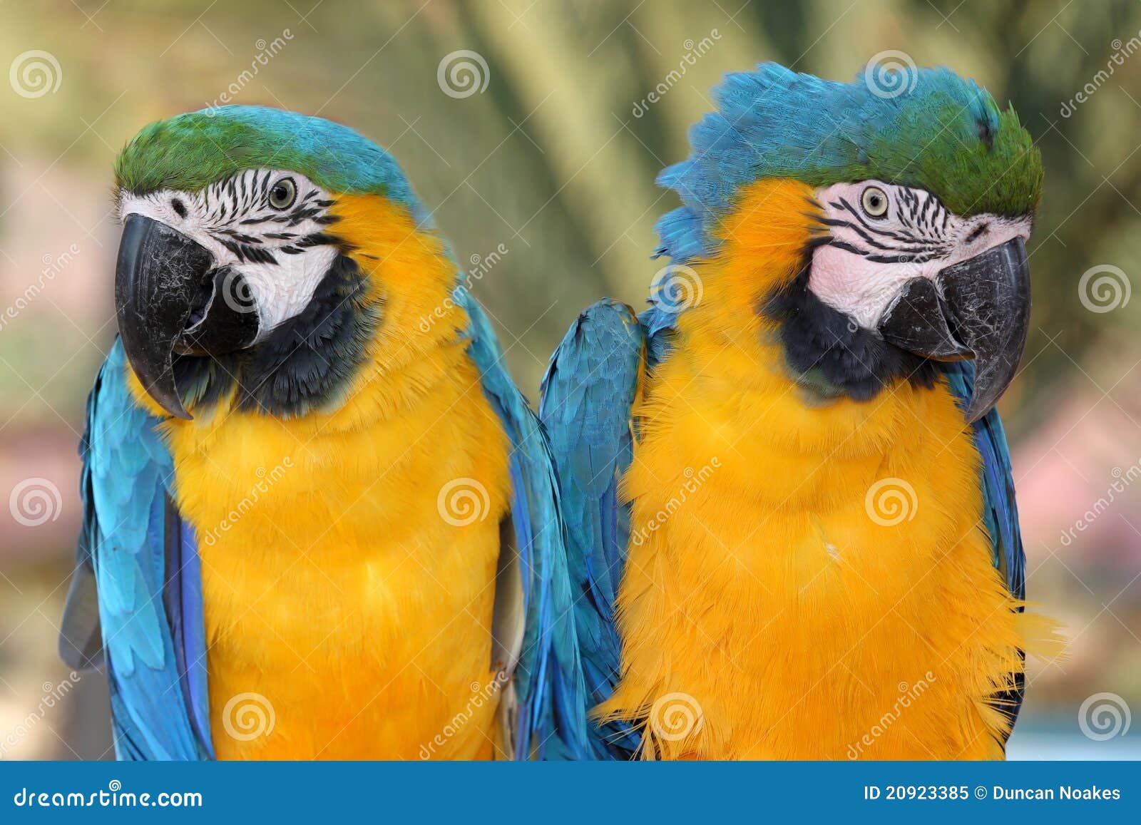 Maccaw Parrot Pair stock image. Image of cute, colorful - 20923385