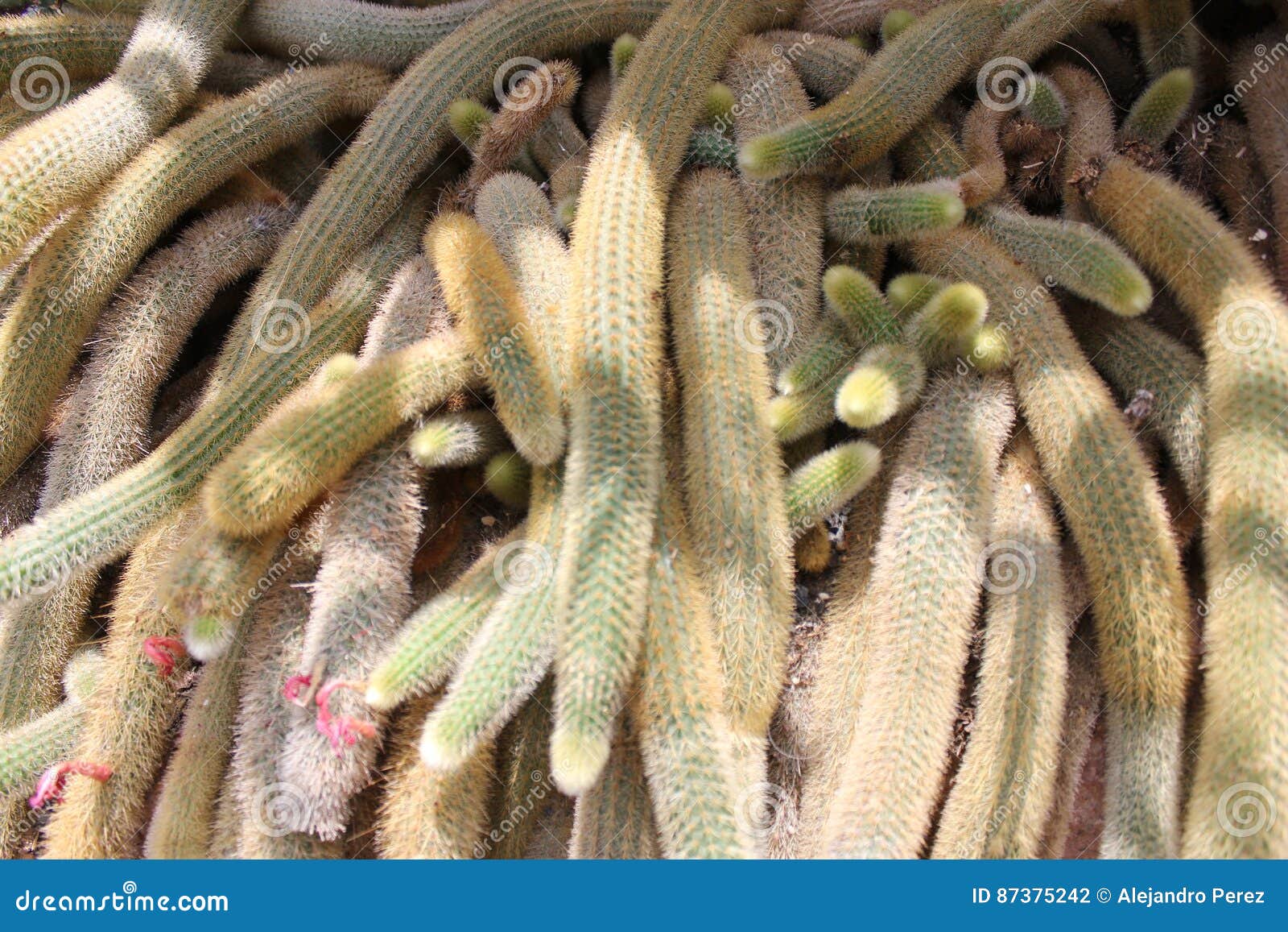 Mace of cactus stock photo. Image of beautiful, form - 87375242