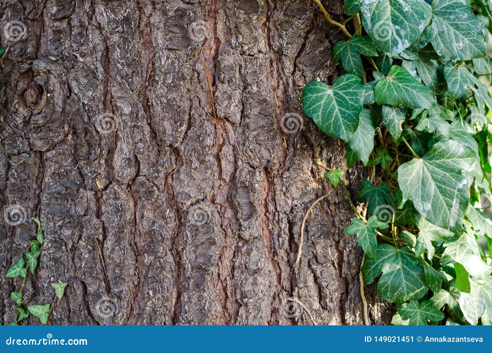 Macedonian Pine Pinus Peuce Bark with Green Ivy. Closeup Stock Image ...