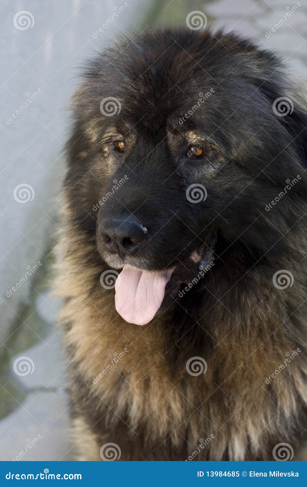 Sarplaninec - Shara Mountain Dog, Macedonian Shepherd Female Dog With ...