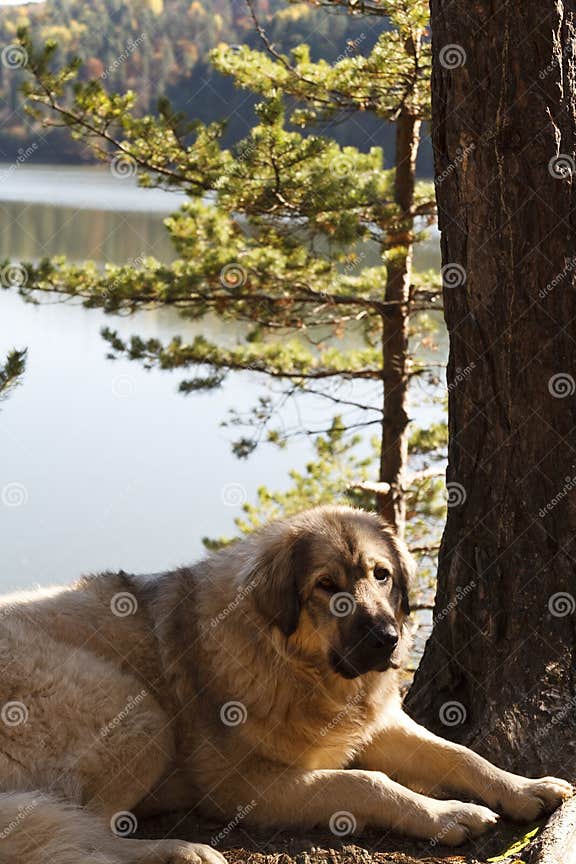 Macedonian Shepherd dog stock photo. Image of forest - 17581156