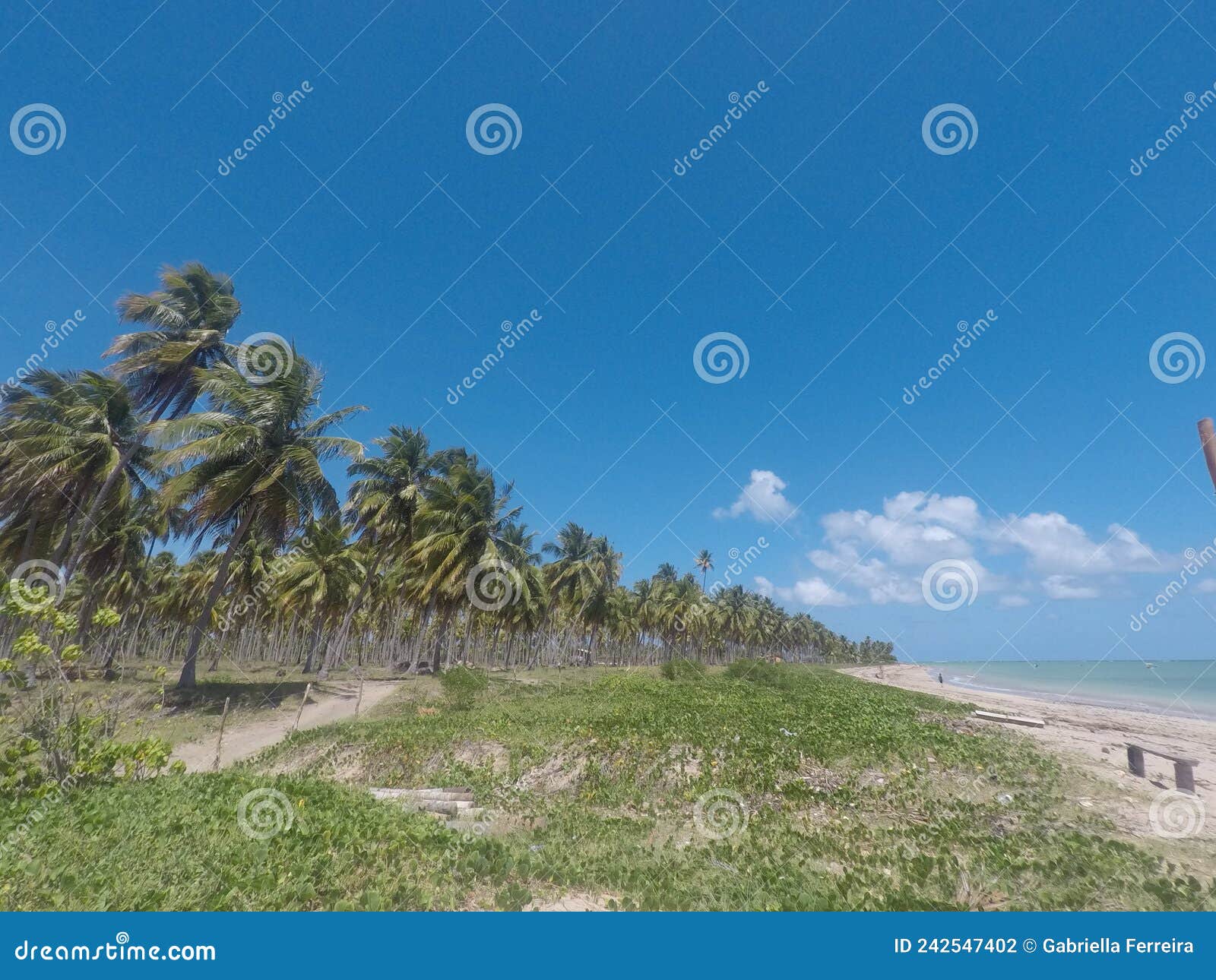 Maceio beach on summer stock photo. Image of grass, blue - 242547402