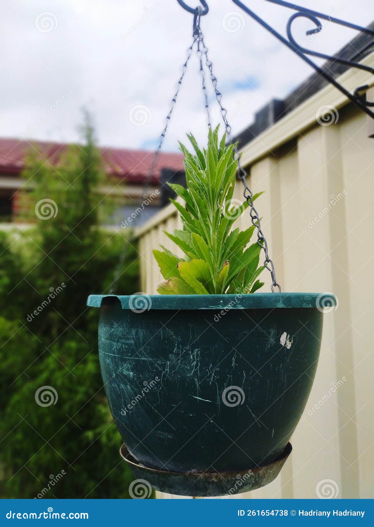 Maceta Con Plantas Vegetales Verdes Foto de archivo - Imagen de yarda ...