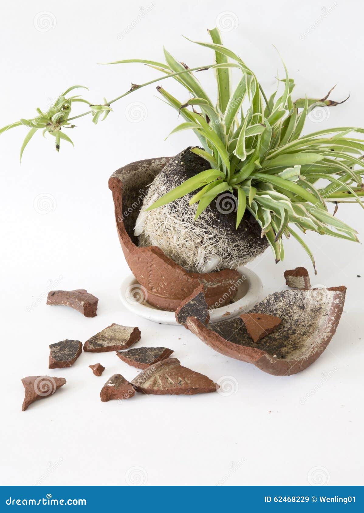 Maceta rota imagen de archivo. Imagen de planta, fractura - 62468229