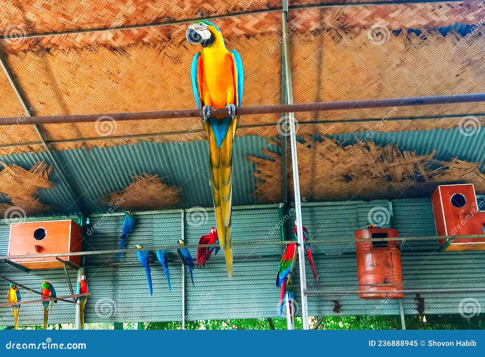 Machacar imagen de archivo. Imagen de colorido, alegre - 236888945